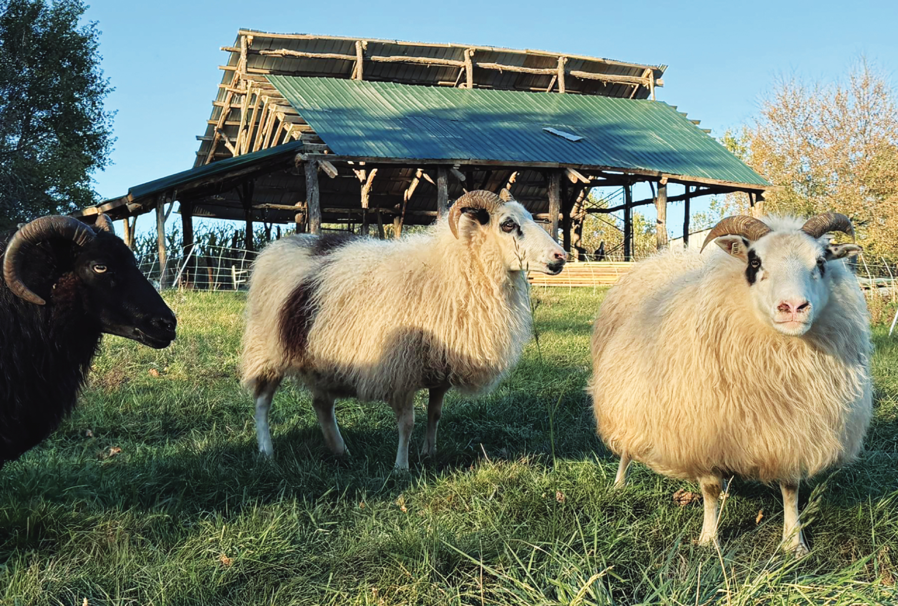 Sheep Housing Design Ideas – Mother Earth News
